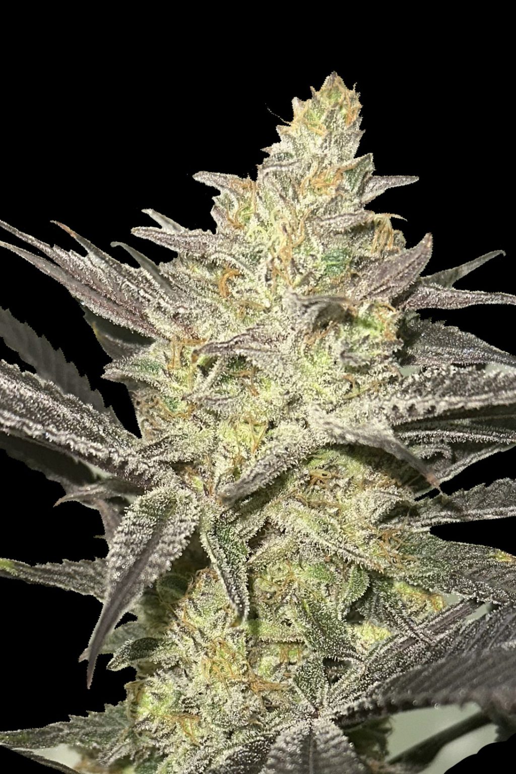 Rainbow Sherbet #11 – Advanced Seeds